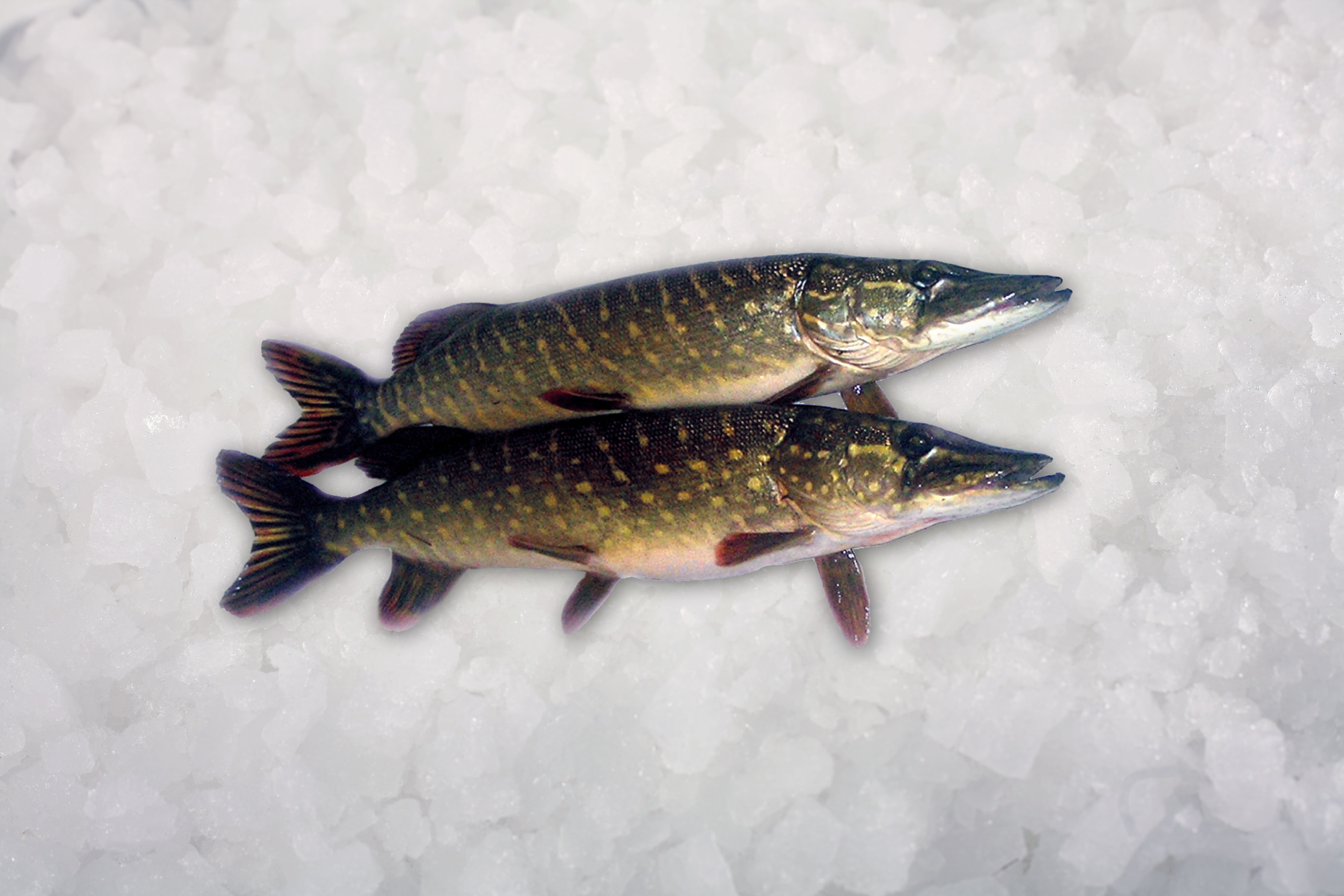 Pike Head on Gutted - Foodlevel